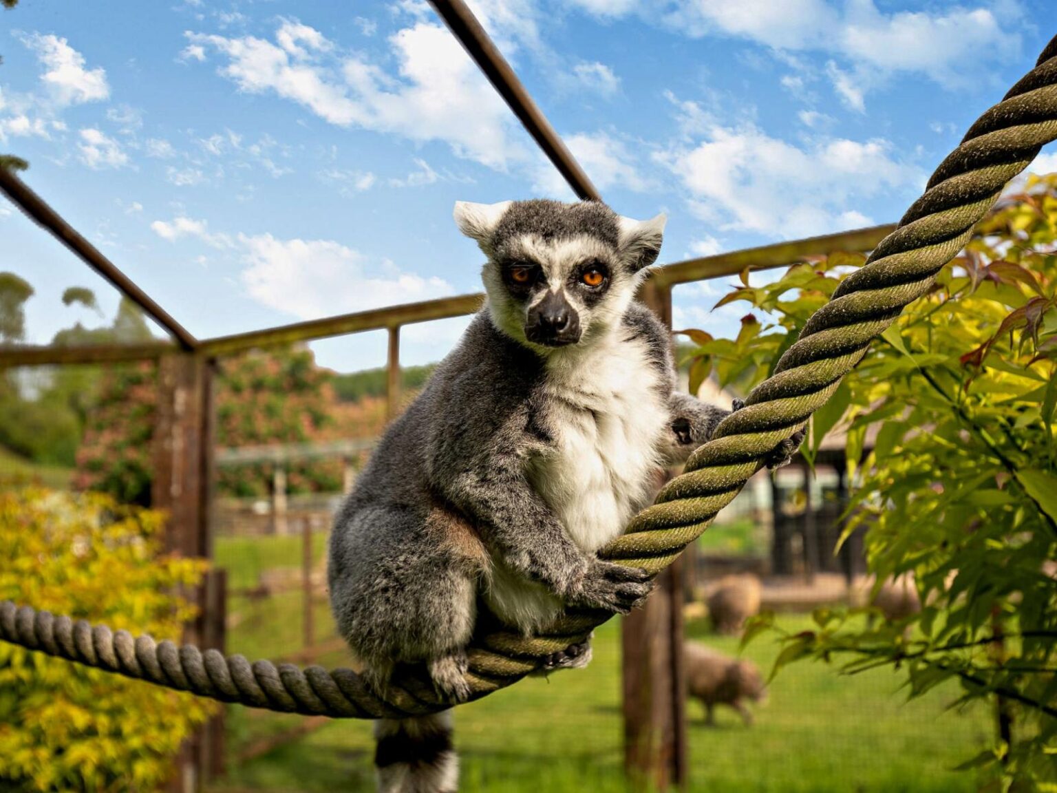 Exotic Animal Retreat - Forest of Dean - Lodges With Hot Tubs