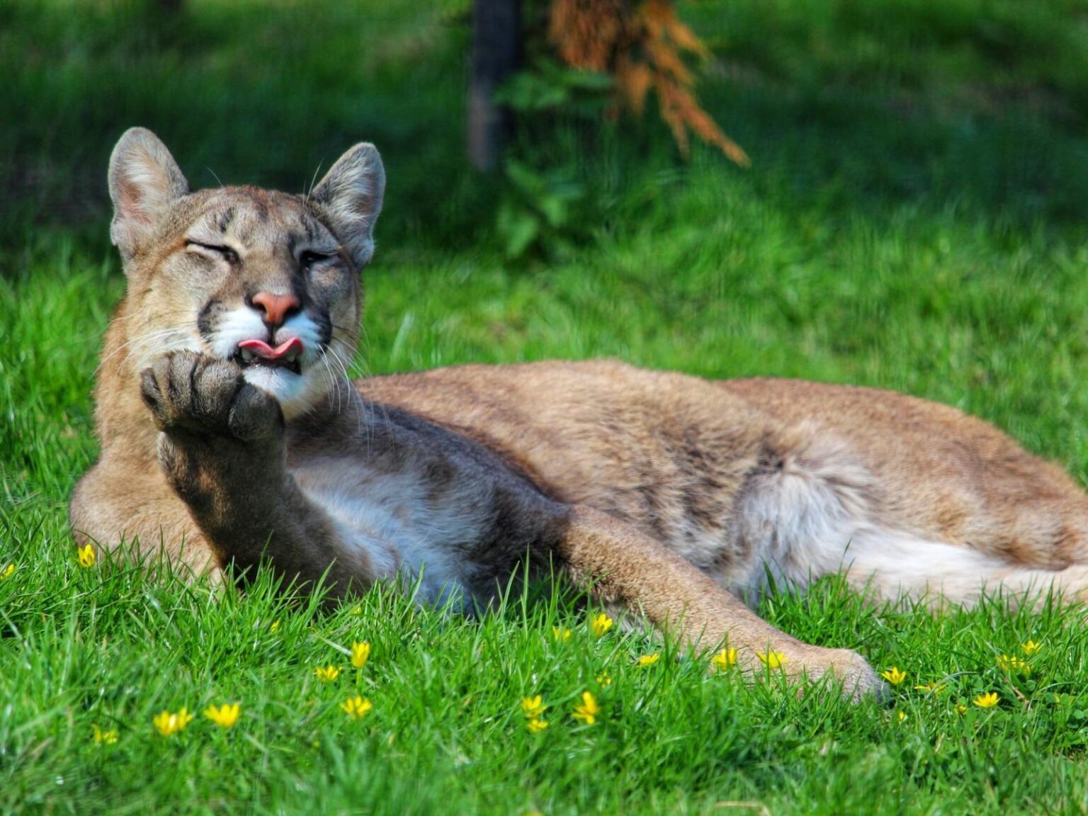Exotic Animal Retreat - Forest of Dean - Lodges With Hot Tubs