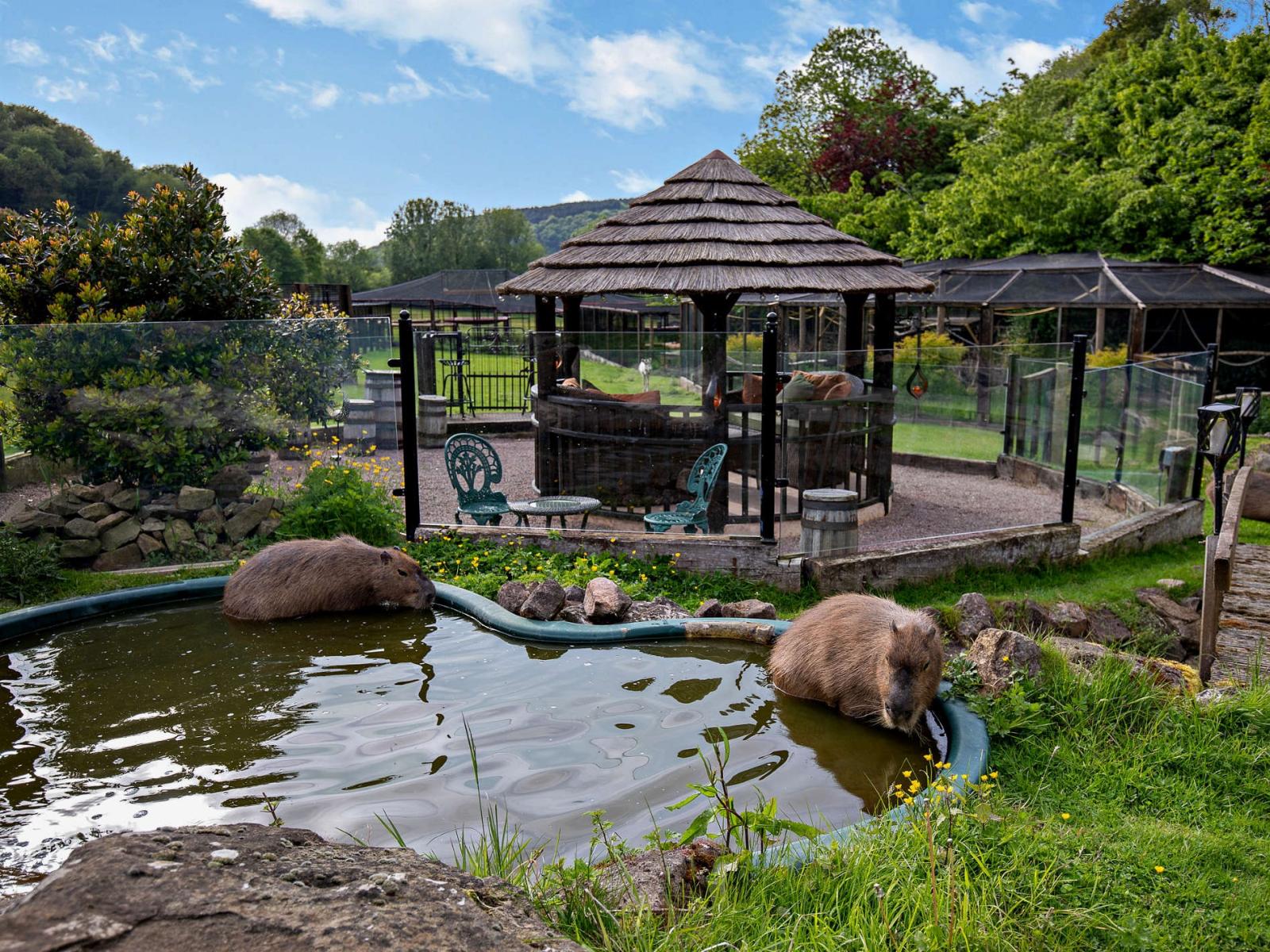 Exotic Animal Retreat - Forest of Dean - Lodges With Hot Tubs
